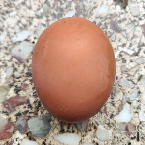 Ovoides. | Las formas geométricas de cada día.